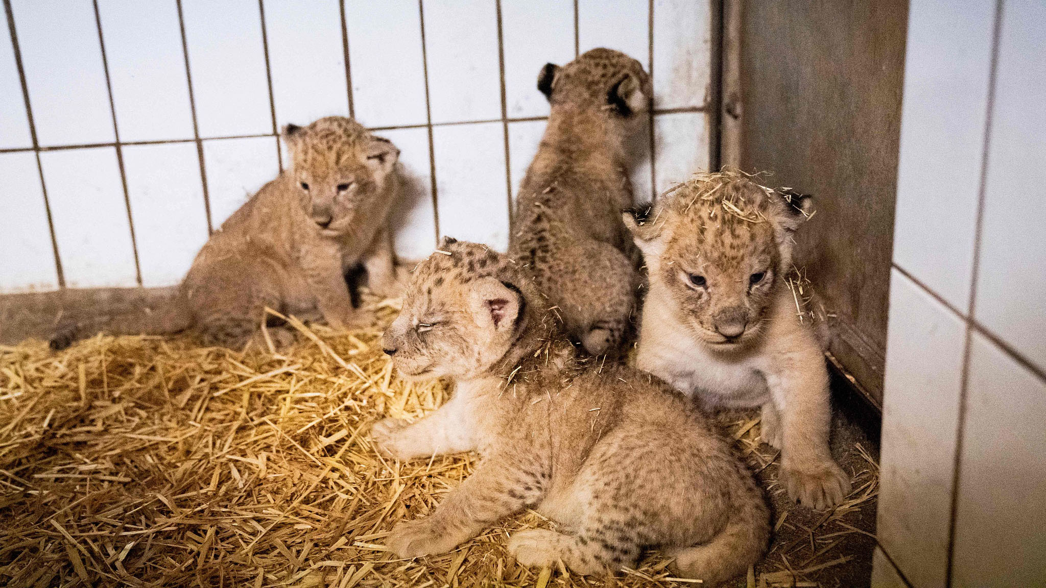 Newborn Baby Lions Heart Melting Images Of Four Lion Cubs In
