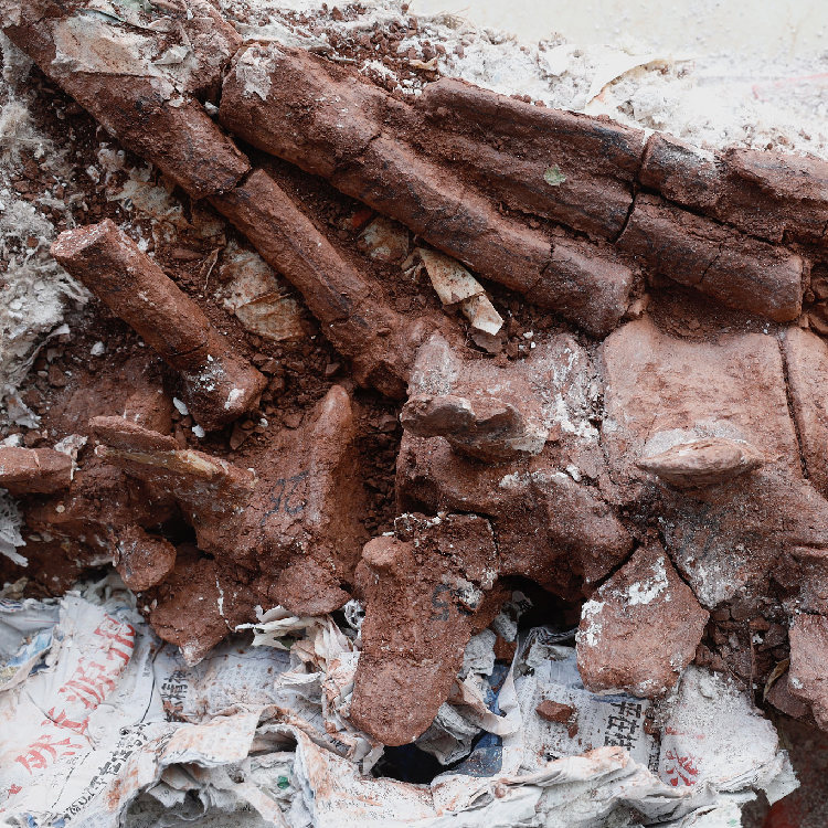 Live: Excavation of dinosaur fossils continues in SW China's Lufeng - CGTN