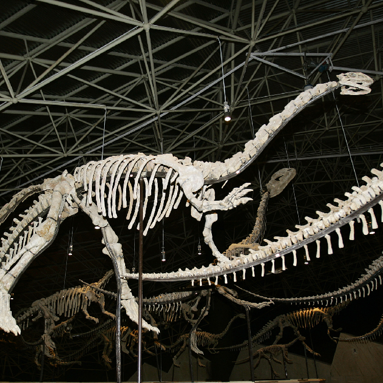 Live: Explore Lufeng world dinosaur valley in SW China's Yunnan - CGTN