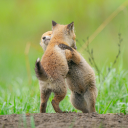 World Animal Day: How lovely animals can be! - CGTN