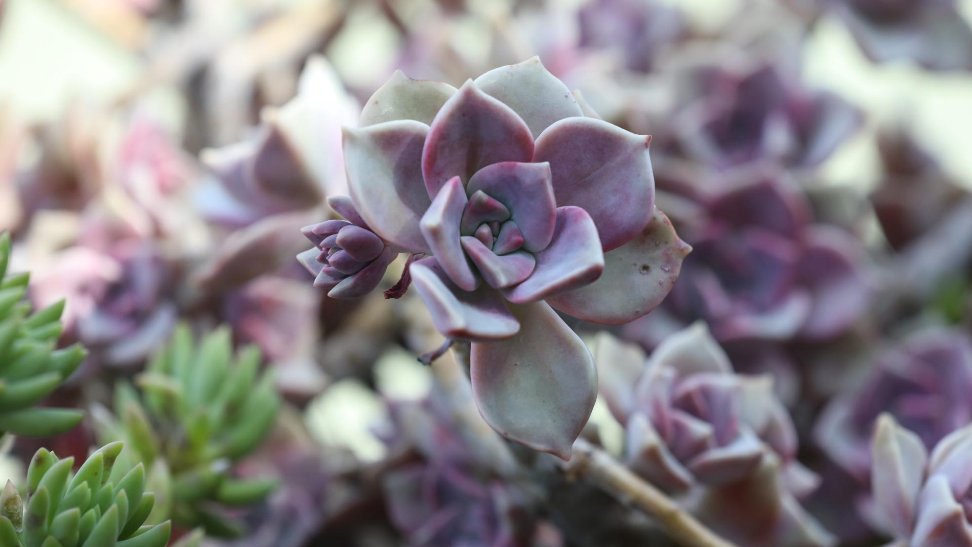 Pretty succulents in SW China's Songpan County - CGTN