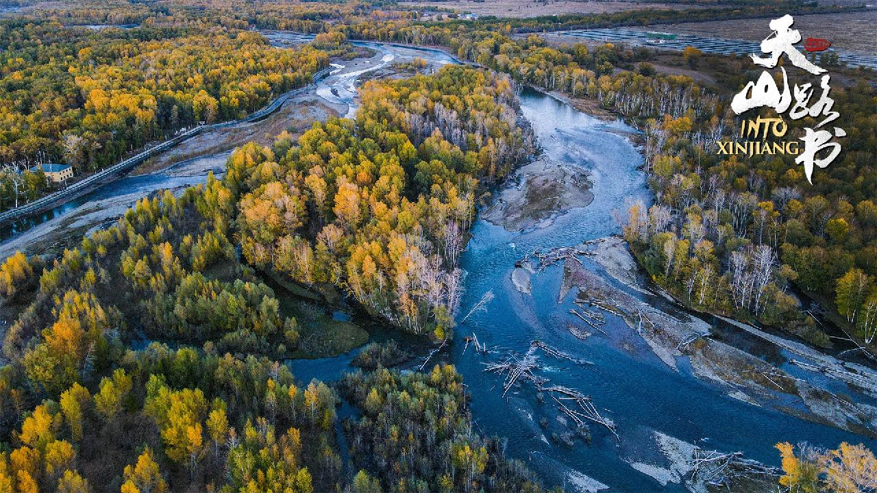 Drone Diary: Birch trees enhance autumn landscape in Xinjiang - CGTN