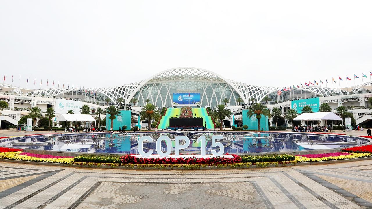 COP15 kicks off, China says to do more in biodiversity conservation - CGTN