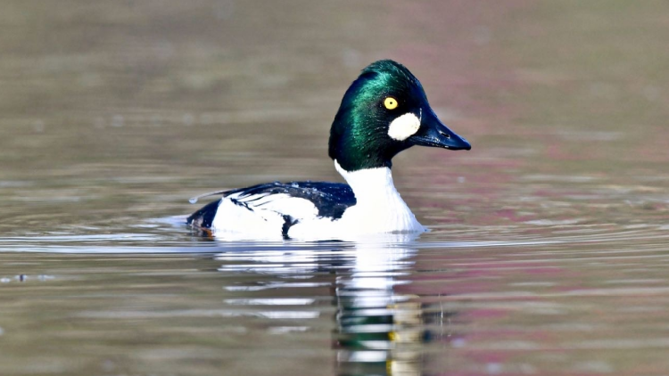 Birds captured at Xinjiang's Ulungur Lake National Wetland Park (IV) - CGTN