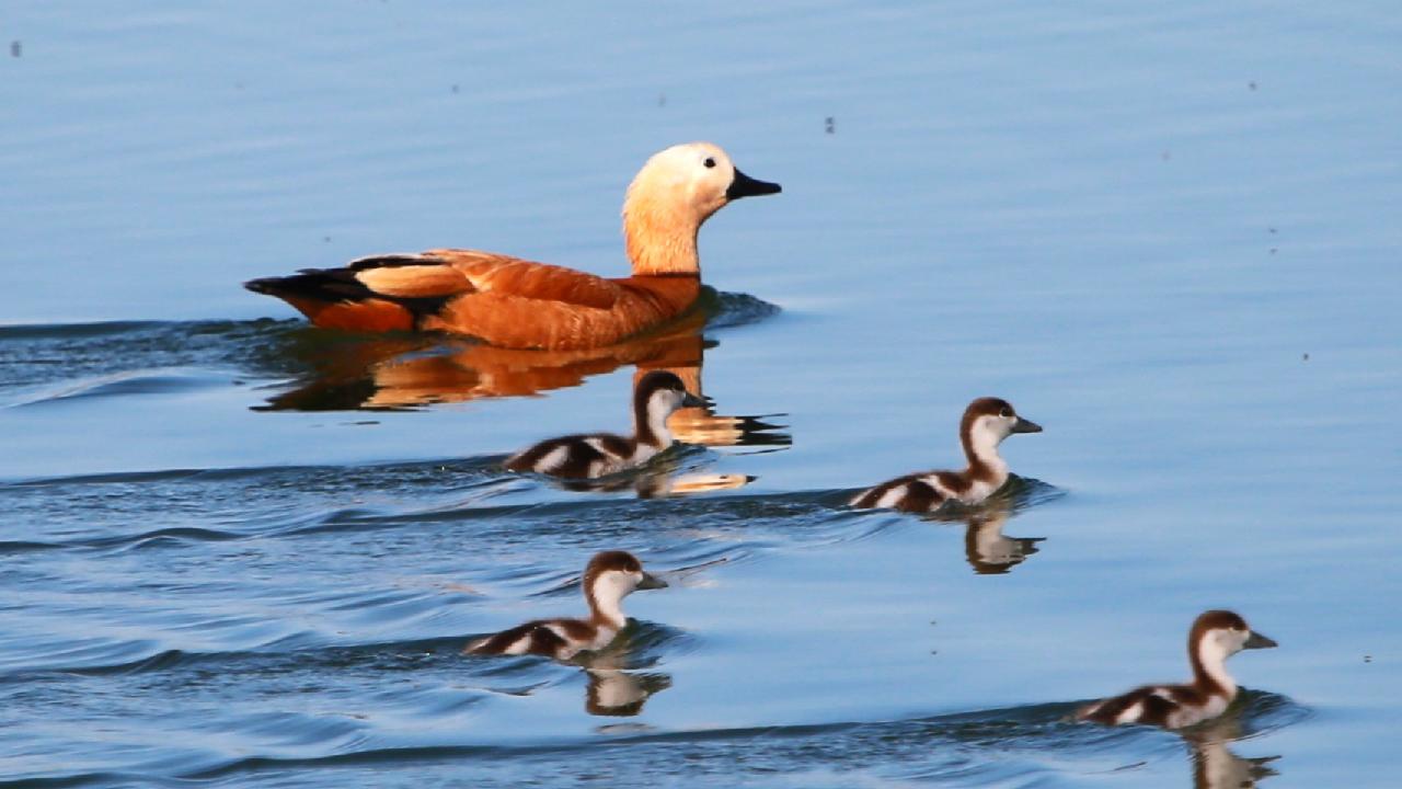 Birds captured on camera at Ulungur Lake National Wetland Park (I) - CGTN
