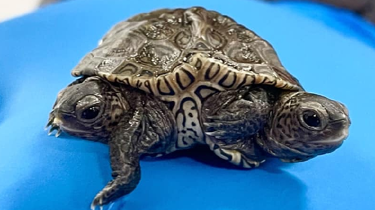 Turtle born in U.S. with two heads and six legs - CGTN