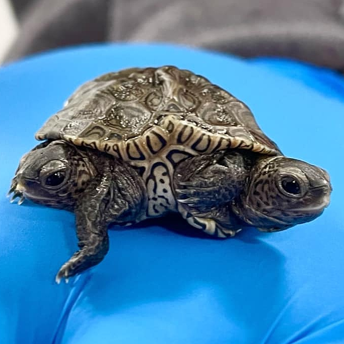 Turtle born in U.S. with two heads and six legs - CGTN