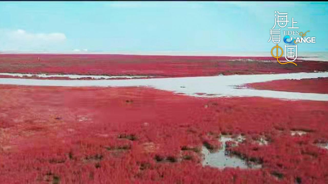 Live: Amazing view of the Panjin Red Beach - CGTN