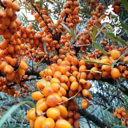 Drone Diary: The golden fruits that fix sand, make delicacies - CGTN