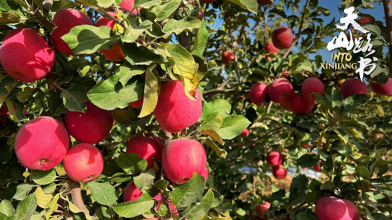 Embrace a bumper apple harvest in Xinjiang's Aksu - CGTN