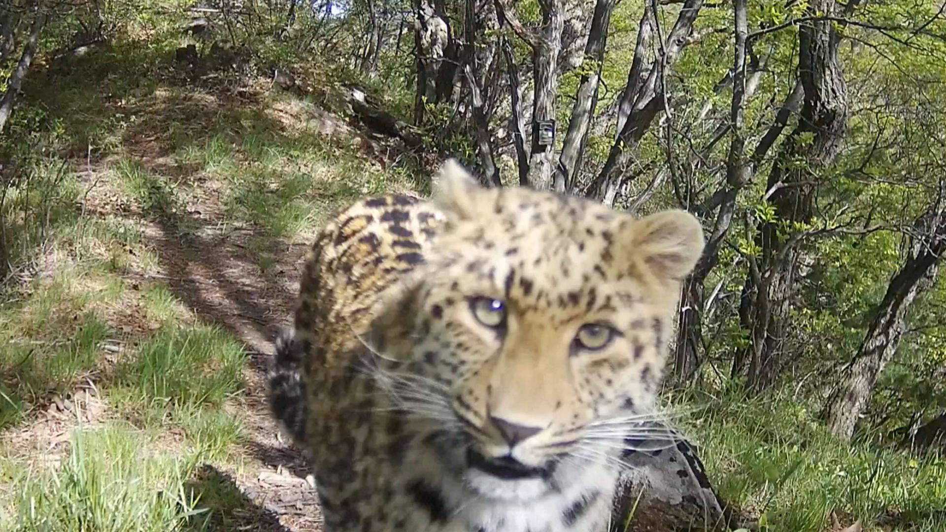 Over 30 endangered North China leopards discovered in Tibet - CGTN