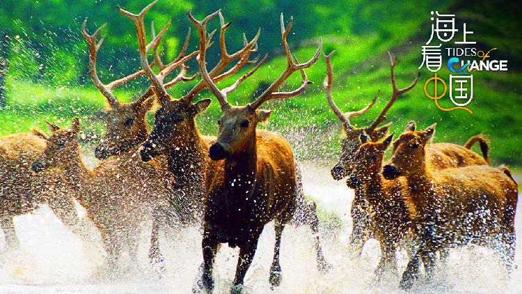 Live: Deer spotting at the world's largest coastal wetland - CGTN