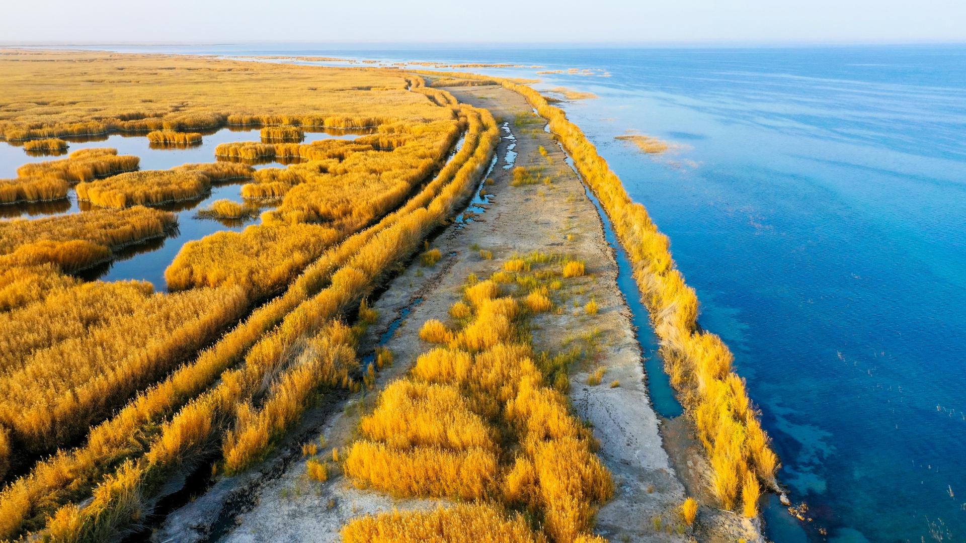 Golden reed marshes adorn the highway of NW China's Xinjiang - CGTN