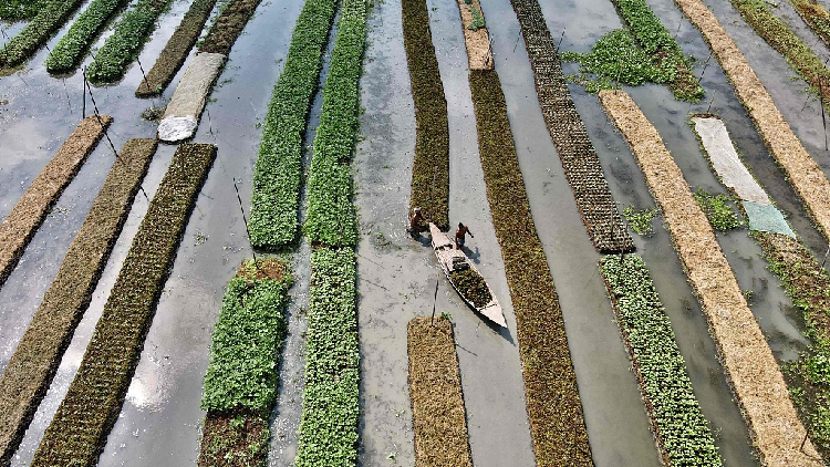 Floating farms, salt-resistant rice: Bangladeshis adapt to survive - CGTN