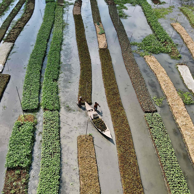 Floating farms, salt-resistant rice: Bangladeshis adapt to survive - CGTN