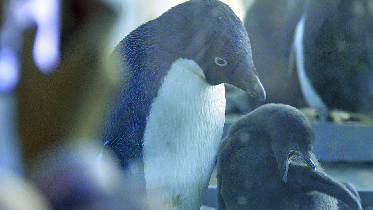 Live: Little Penguin hatching at Shanghai Haichang Ocean Park – Ep. 2 ...