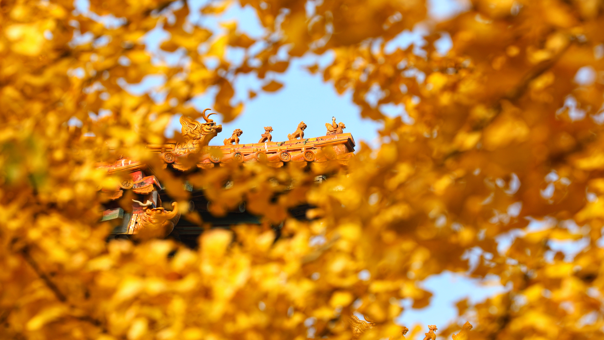 Best time to witness fall colors in Beijing is here - CGTN
