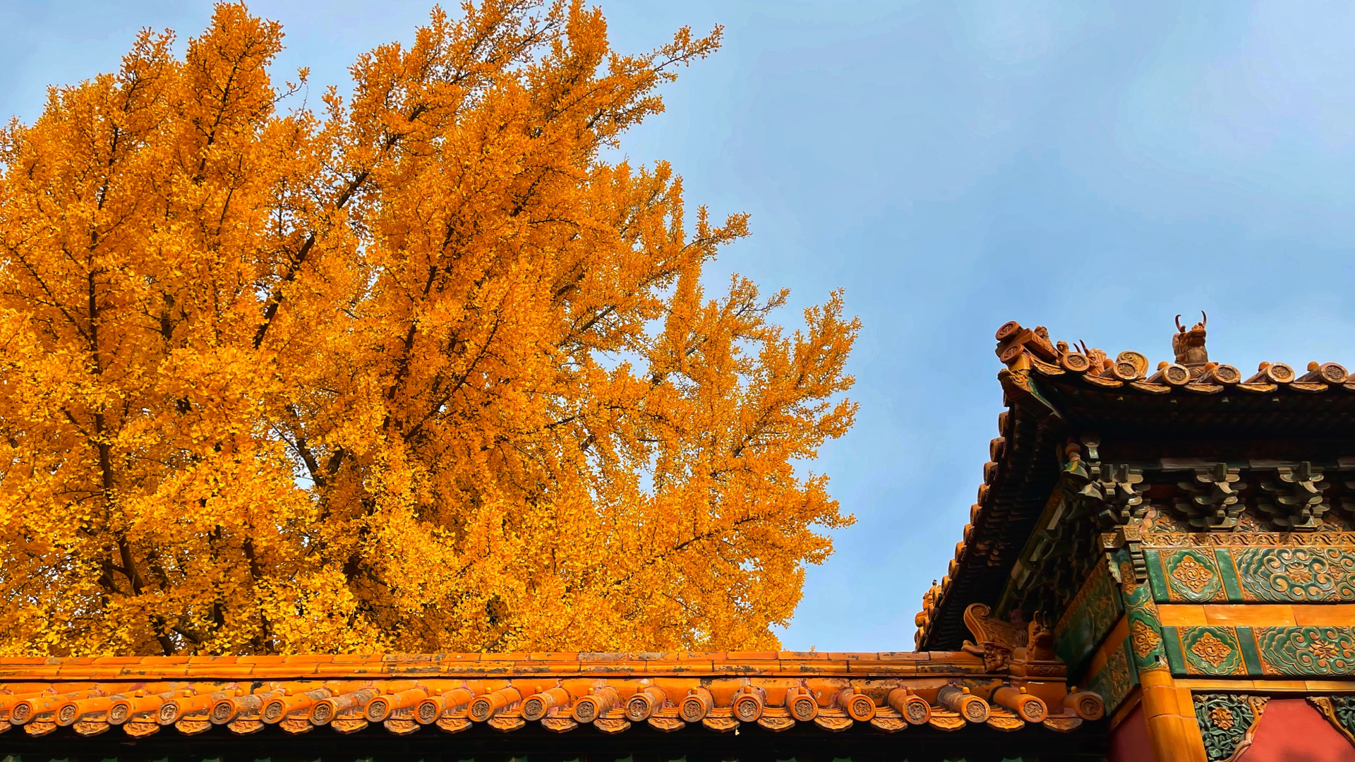 Fall foliage has reached peak in the Forbidden City in Beijing - CGTN