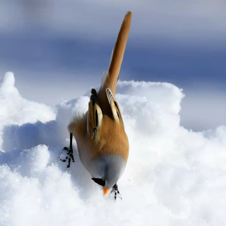 Beautiful moments of bearded reedlings playing in the snow - CGTN