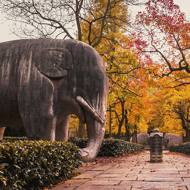 Live: Witness beautiful autumn in Nanjing Shixiang Road - CGTN