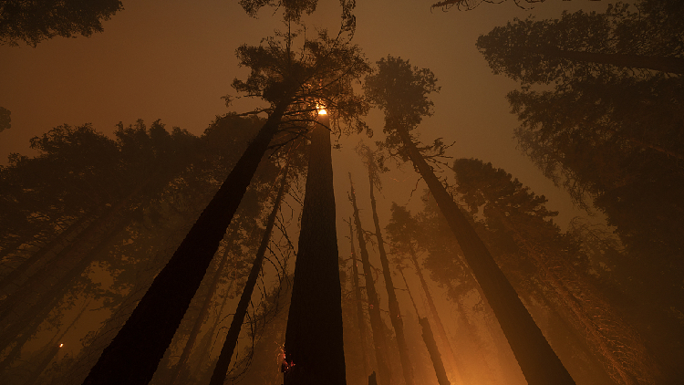 U.S. wildfires torch up to a fifth of all giant sequoia trees - CGTN
