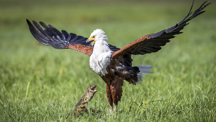 Eagle and lizard fight for food near Chobe River in Botswana - CGTN