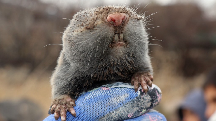 A look at the rodent that may help humans fight cancer - CGTN