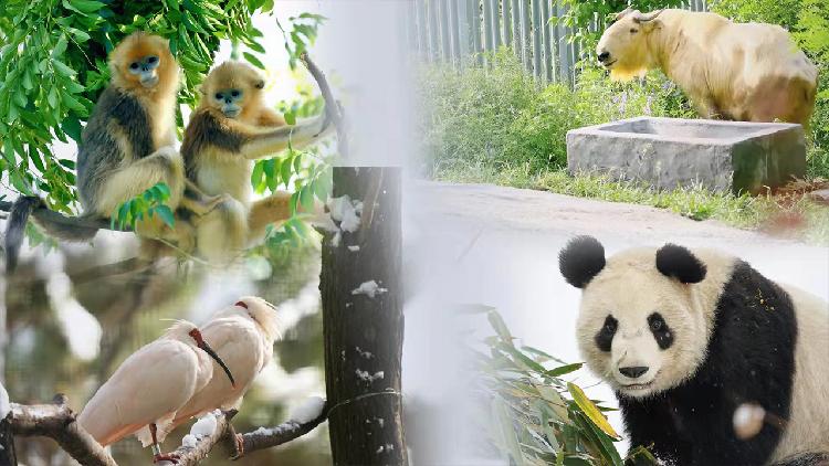 Live: Discovering winter habits of rare wild animals in a science park ...