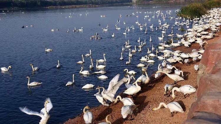 Live: See the beauty of swans in central China's Sanmenxia - CGTN