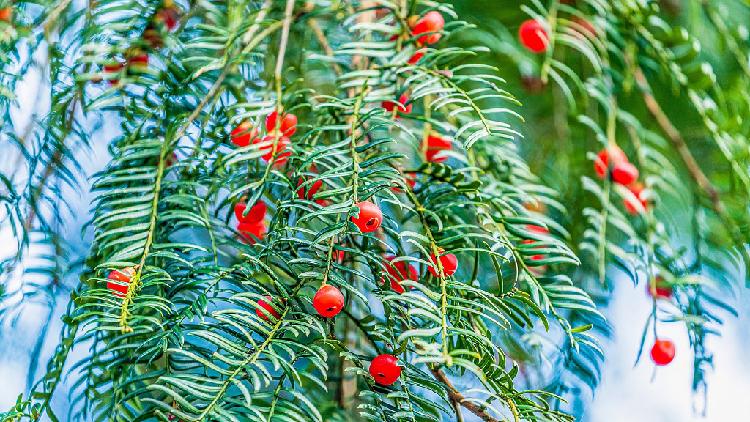 Endangered Chinese yews welcomed fruity winter in SW China - CGTN