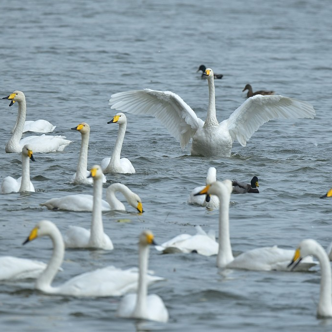 Live: Hundreds of swans fly from Swan Lake in Bayanbulak to Korla - CGTN