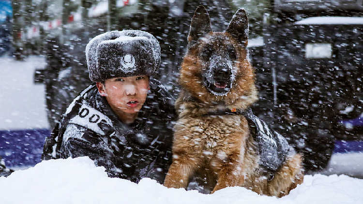 Live: Visiting the training base of police dogs in Xinjiang - CGTN