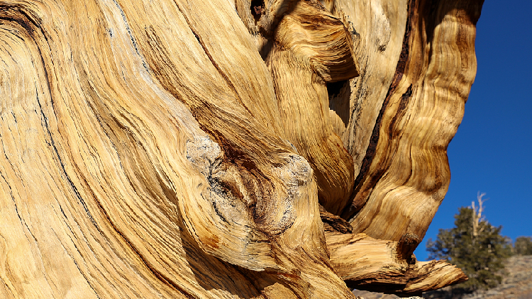 Take a look at a 4,853-year-old Great Basin bristlecone pine tree - CGTN