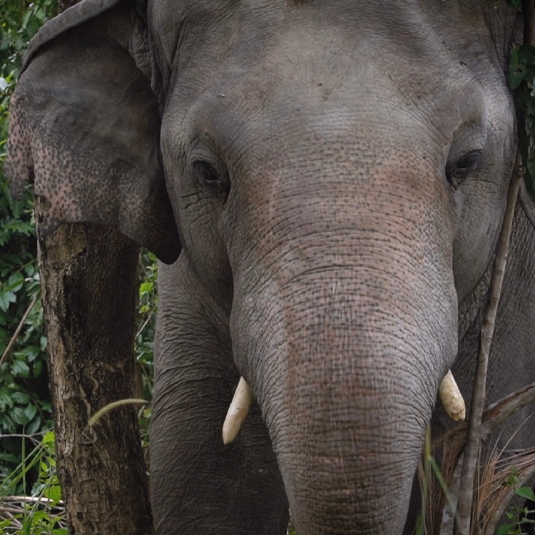 What happened to the rescued Asian elephant Kaavan? - CGTN