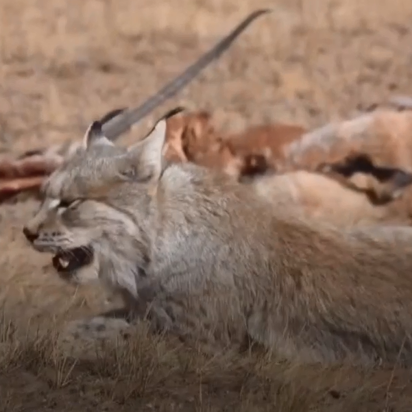 Rare footage of lynx feasting on antelope in NW China - CGTN