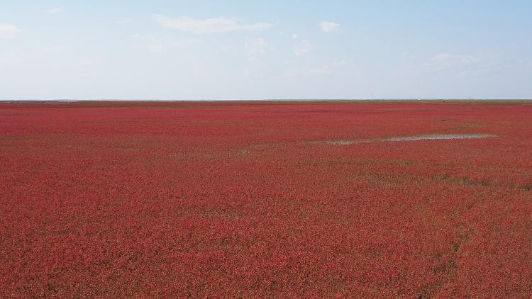 Chinese researchers use salt-tolerant plant to treat saline soil - CGTN