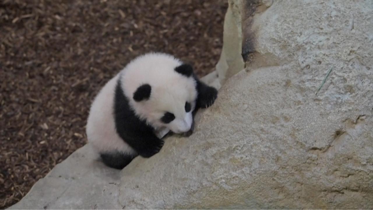 Twin pandas born in French zoo take first public steps - CGTN