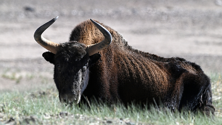 Wild yak population continues to rise at NW China reserve - CGTN