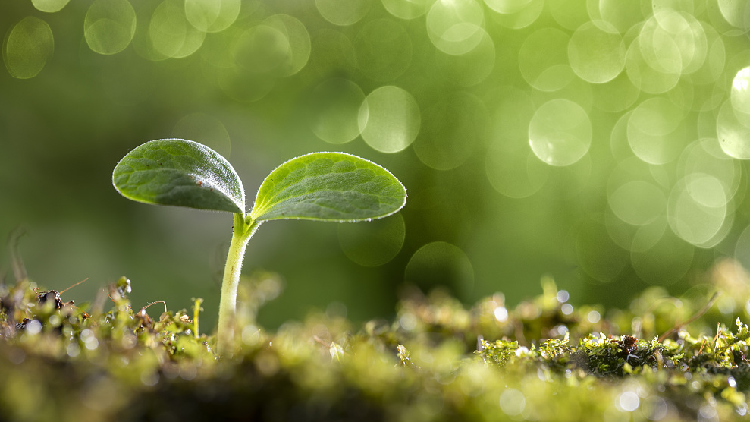 Chinese researchers set up database for soil seed banks - CGTN