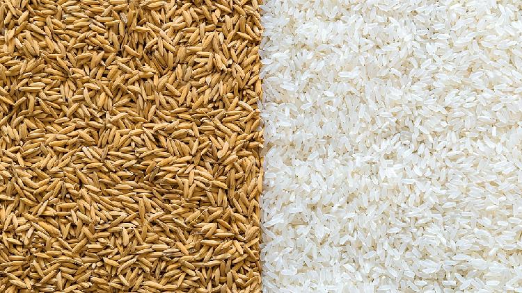 Scientists explore roadmap for larger, greener global rice production ...