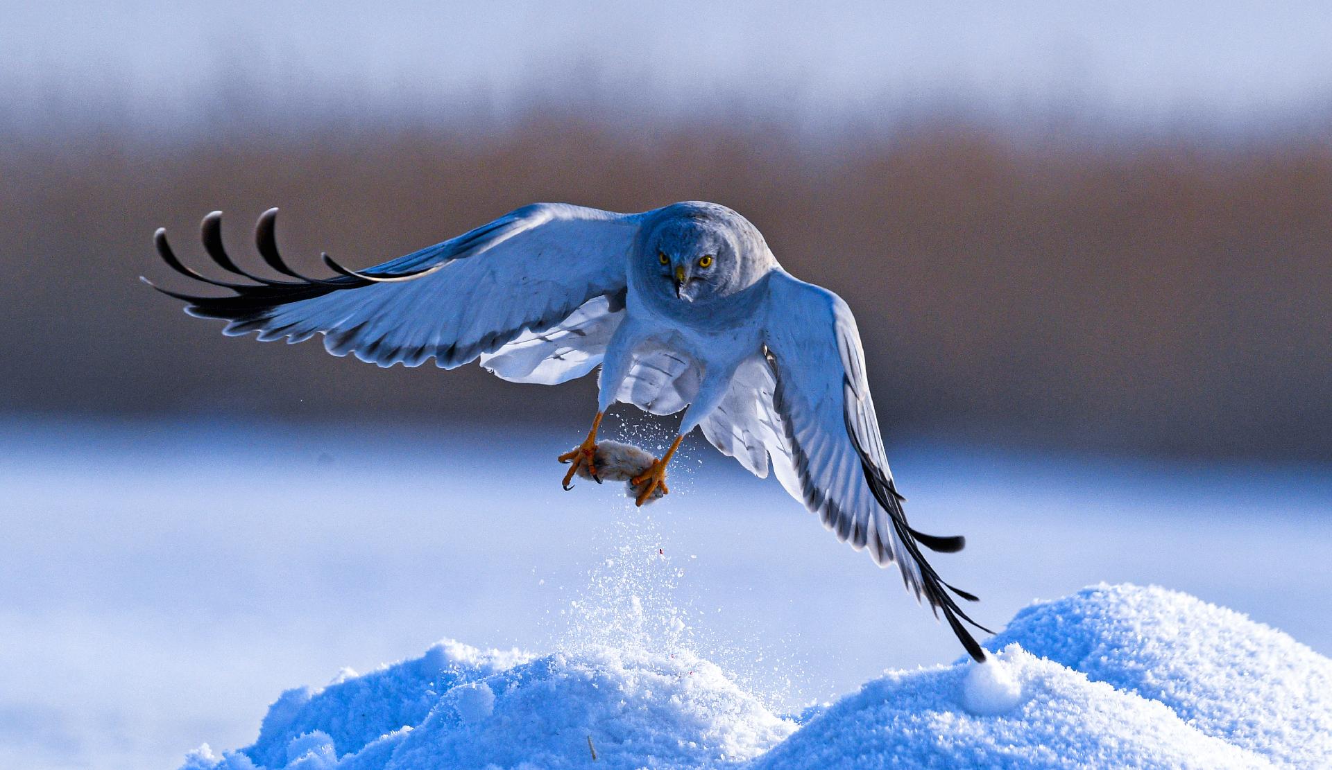 Hen harrier swoops in to capture its prey - CGTN