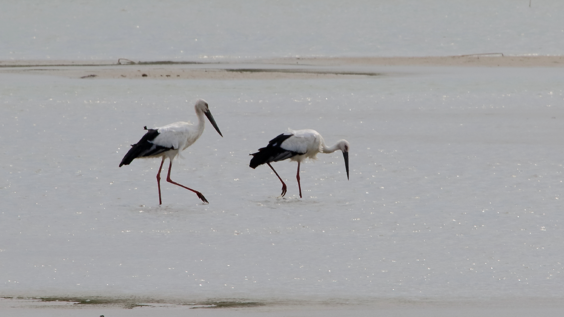 Oriental white storks spend winter in eastern Chinese city - CGTN