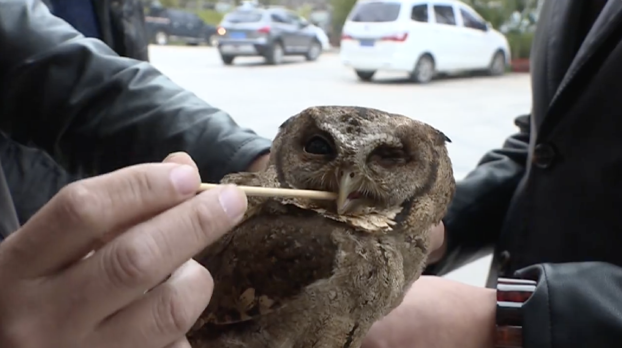 Injured collared scops owl saved and released back into the wild - CGTN