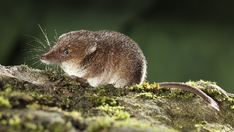 U.S. researchers ID 14 new shrew species on Sulawesi - CGTN