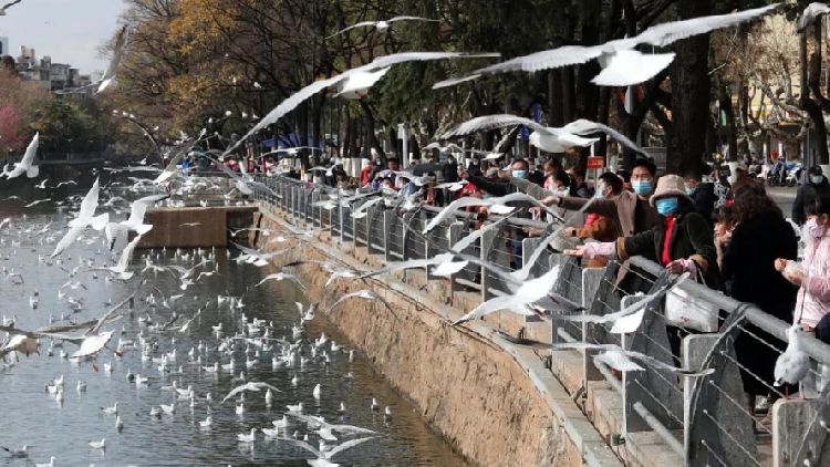 Number of black-headed gulls in 'Spring City' reaches record high - CGTN