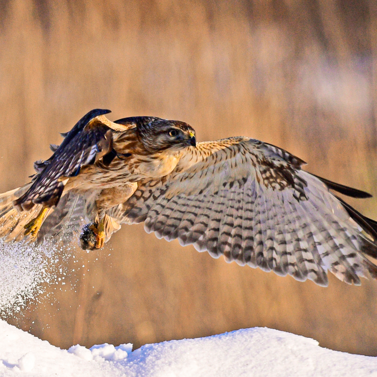 The upland buzzard--a majestic bird of prey - CGTN
