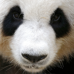Facial recognition technology makes for better giant panda protection ...