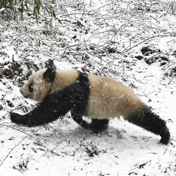 Panda's wild training and return to the wild - CGTN