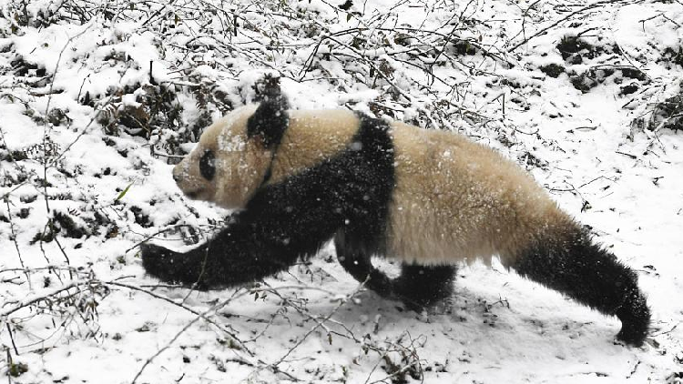 Panda's wild training and return to the wild - CGTN