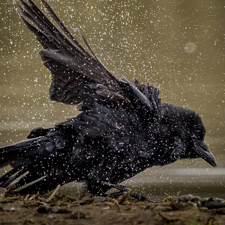 The beauty of the color black - CGTN